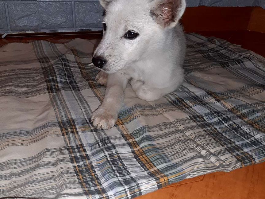 Щенок в добрые руки бесплатно