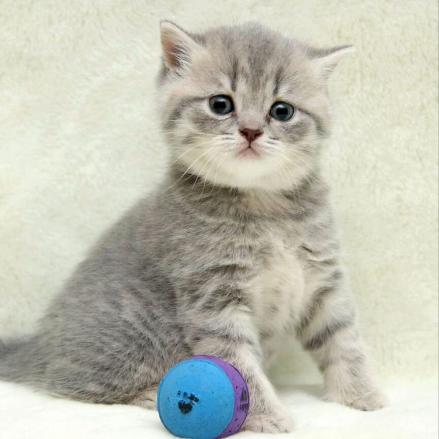 Шотландские малыши) окрас табби