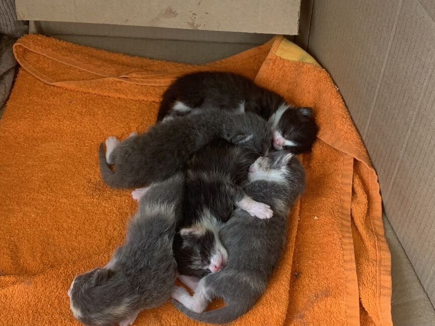Отдам котят в добрые руки