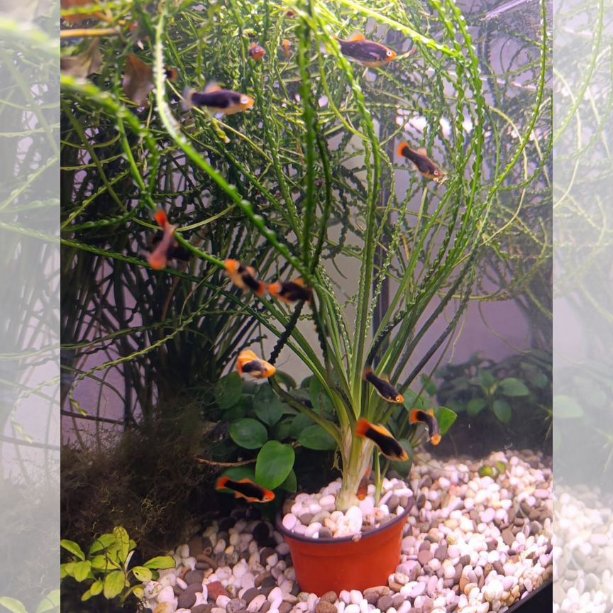 Пецилия гавайская