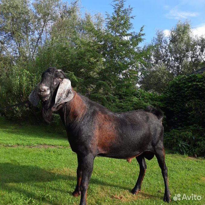 Англонубийские козы