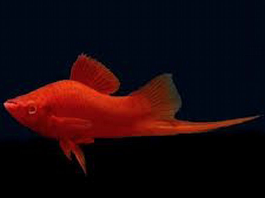 Меченосец рубин