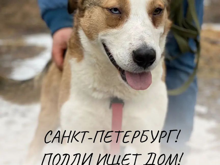 Собака Полли девочка в добрые руки отдам бесплатно