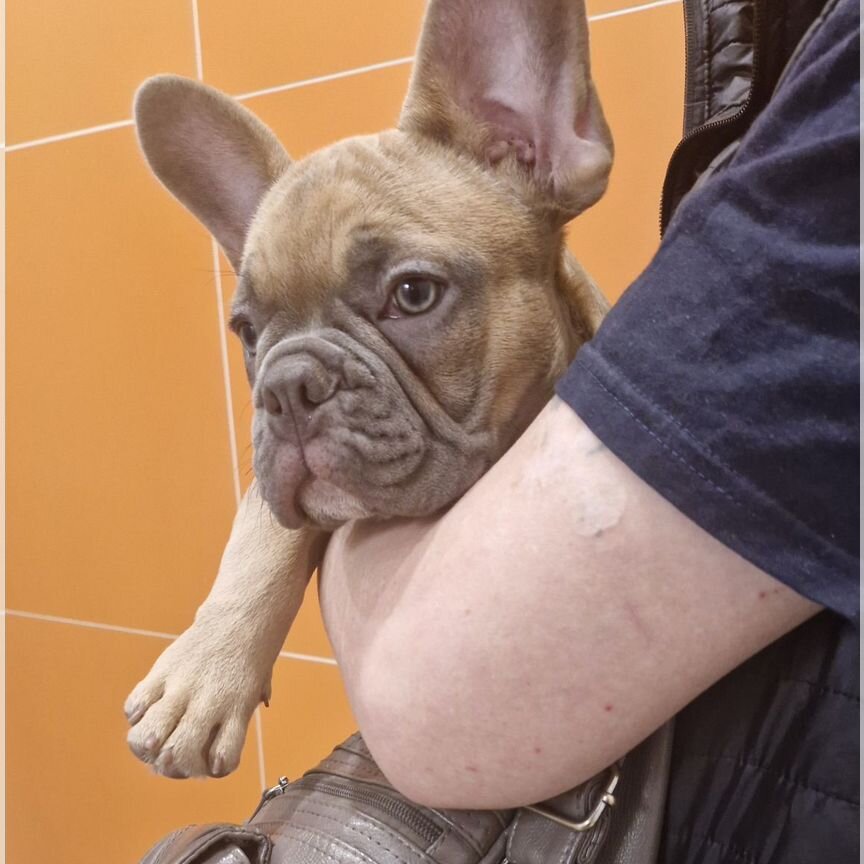 Французское счастье