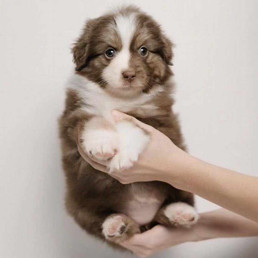 Миниатюрная американская овчарка, щенок