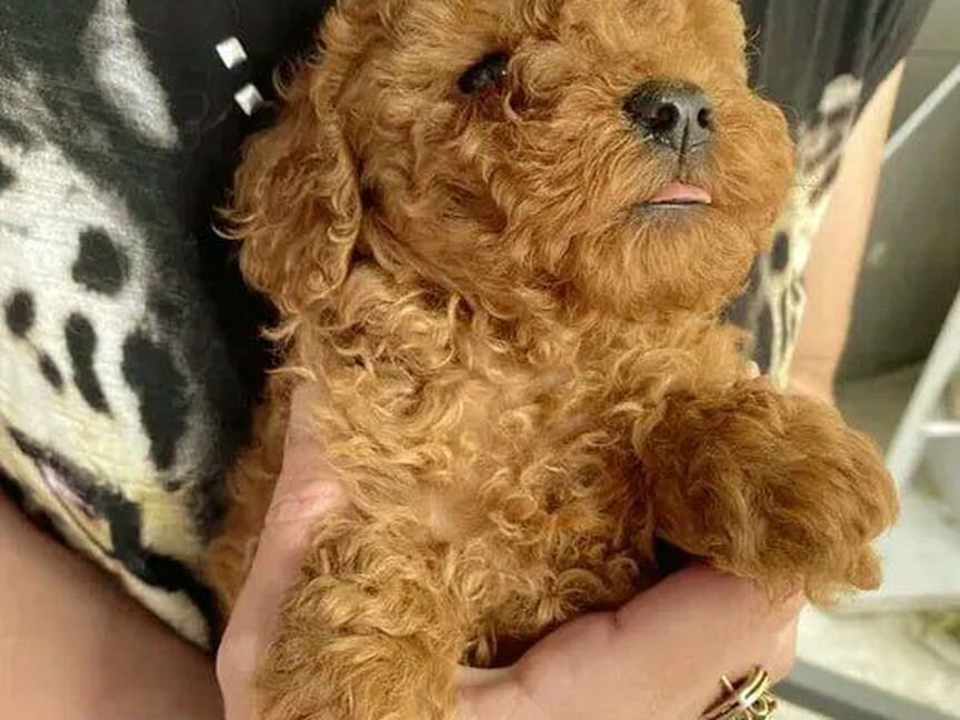 Щенки той пуделя