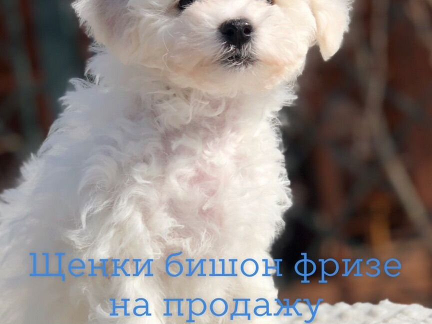 Бишон фризе щенки и вязка