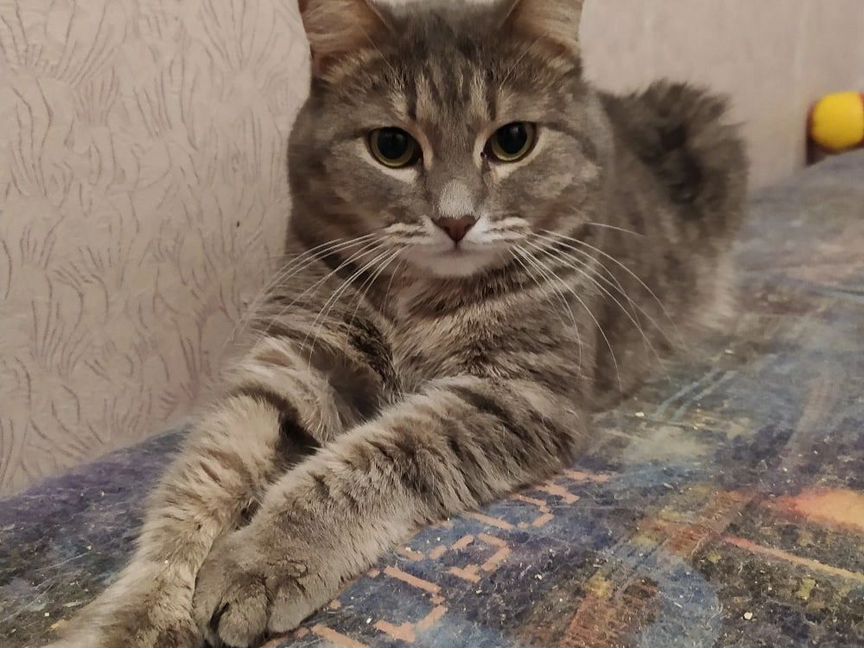 Кошка Моника