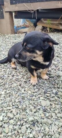 Собаки,мама и дочка,фенотип таксы