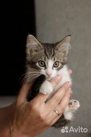 Котенку очень нужен дом