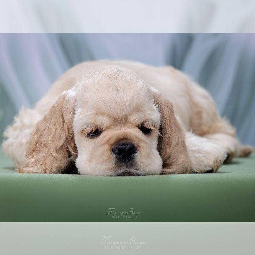 Американский кокер-спаниель, щенок