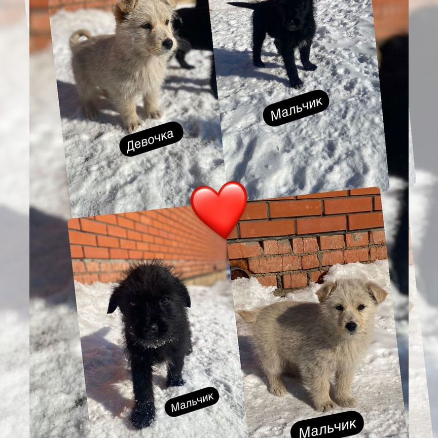 Отдам щенка в добрые руки маленьких пород