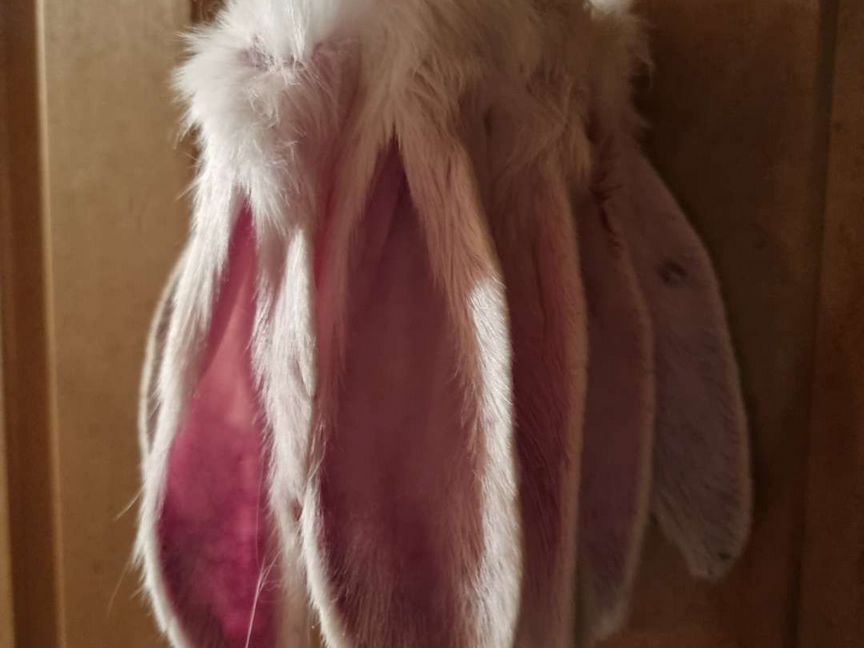 Ушки лапки хвосты кролика