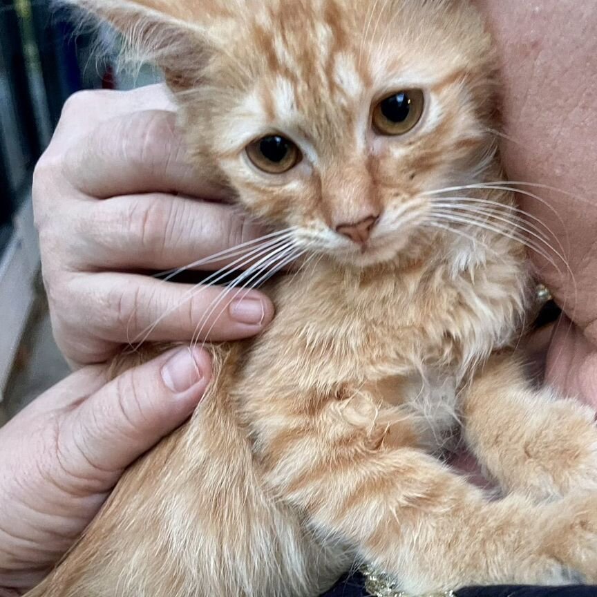 Котик мальчик рыжий