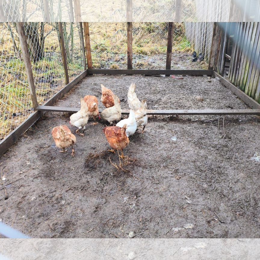 Курицы несушки