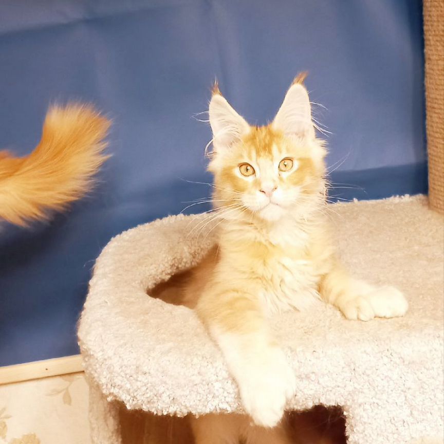 Мальчик породы Мейн-кун полидакт)