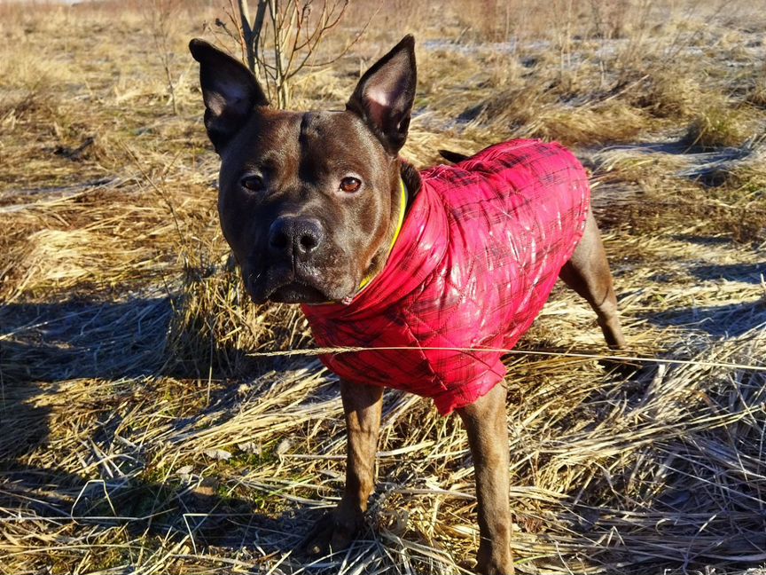 Бешаня ищет дом