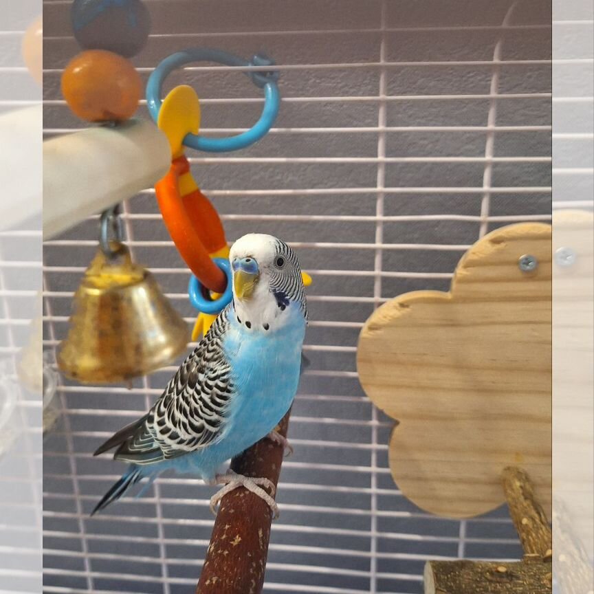 Волнистый попугай