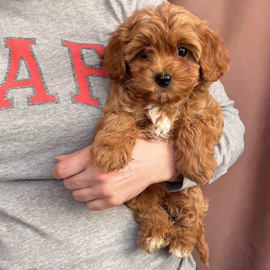 Мальтипу, щенок