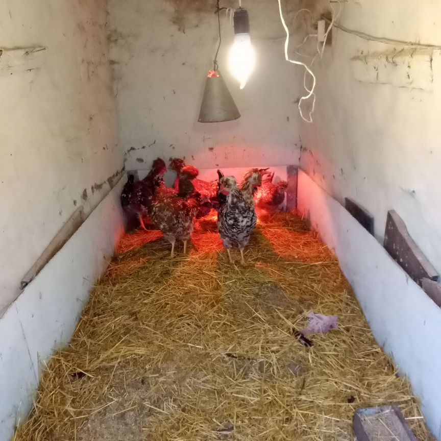 Петушки