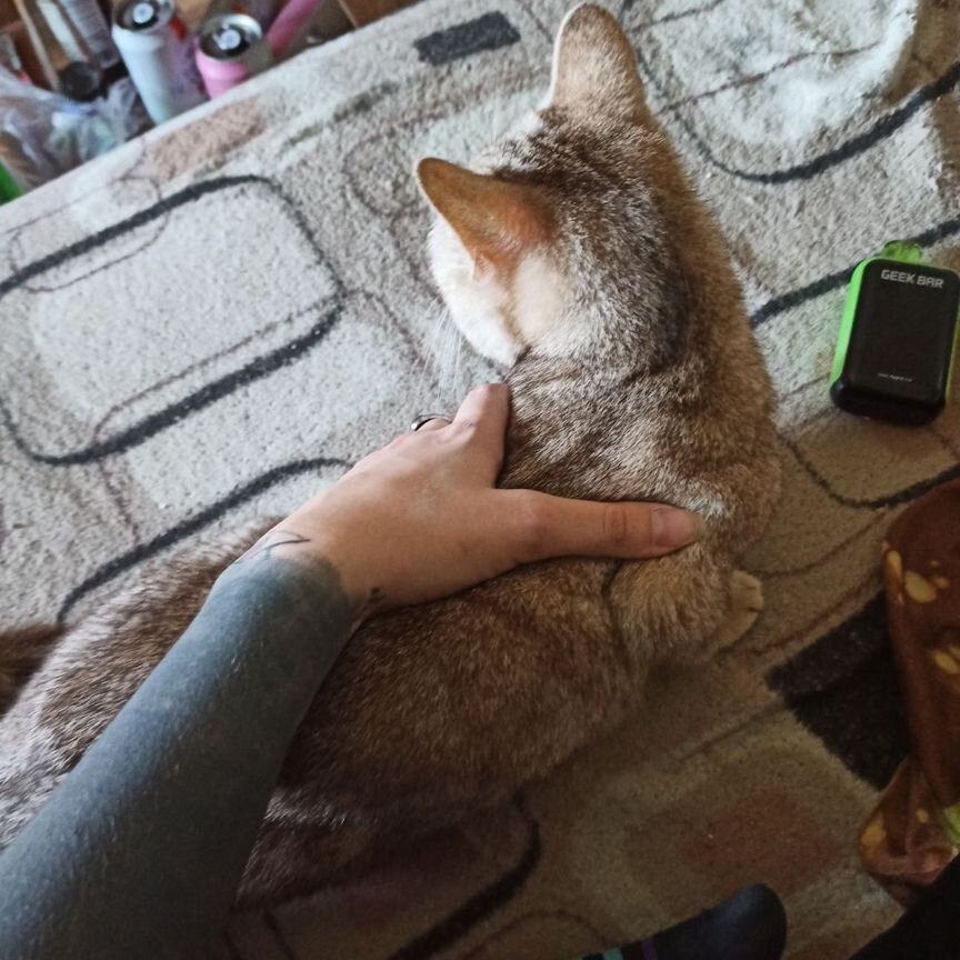 Азиатская табби котёнок