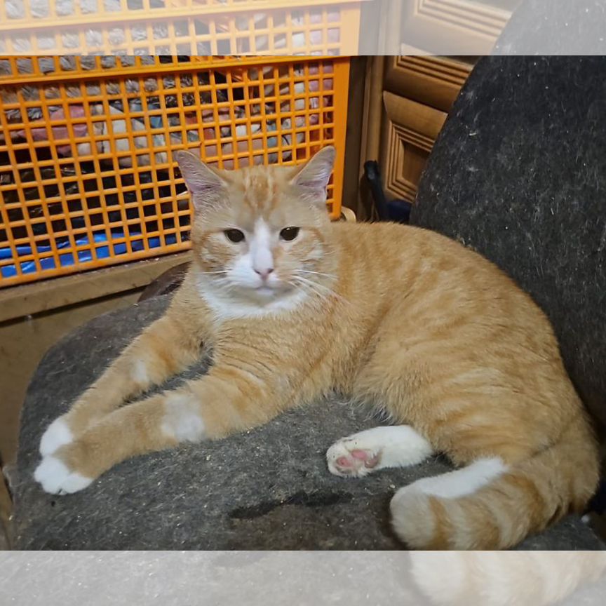 Взрослый кот в добрые руки