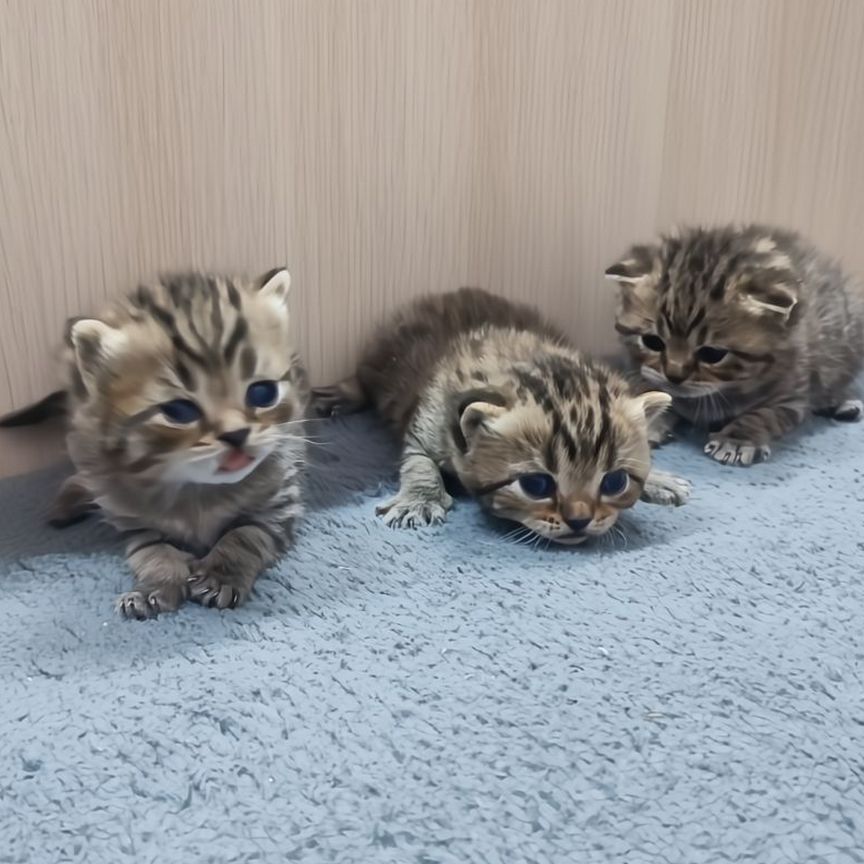 Британский короткошёрстный котёнок