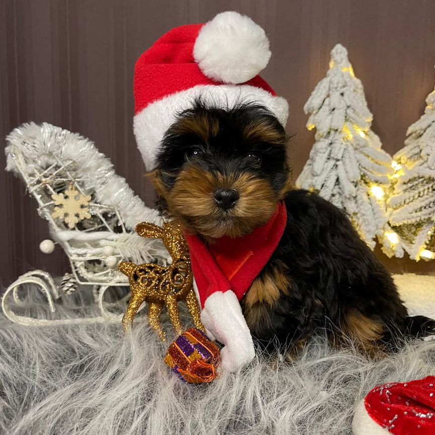 Щенки мальтипу