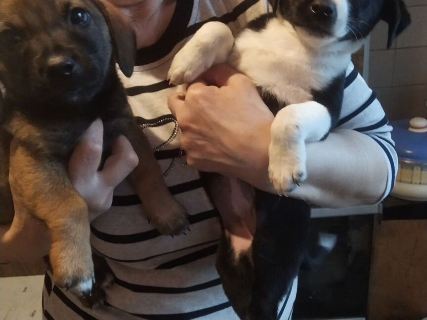 Собака маленькая порода