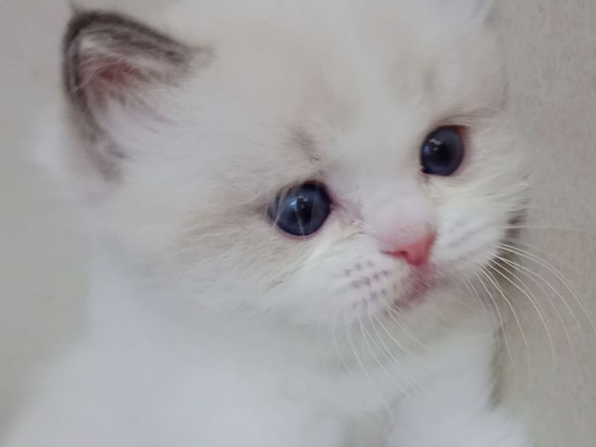 Котята регдолл