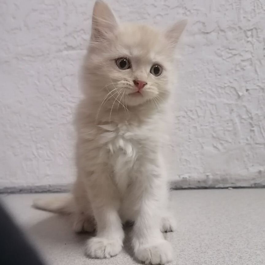 Ласковый Котейка
