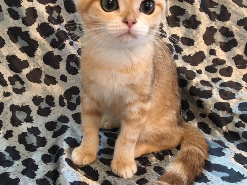 Шотландские котята