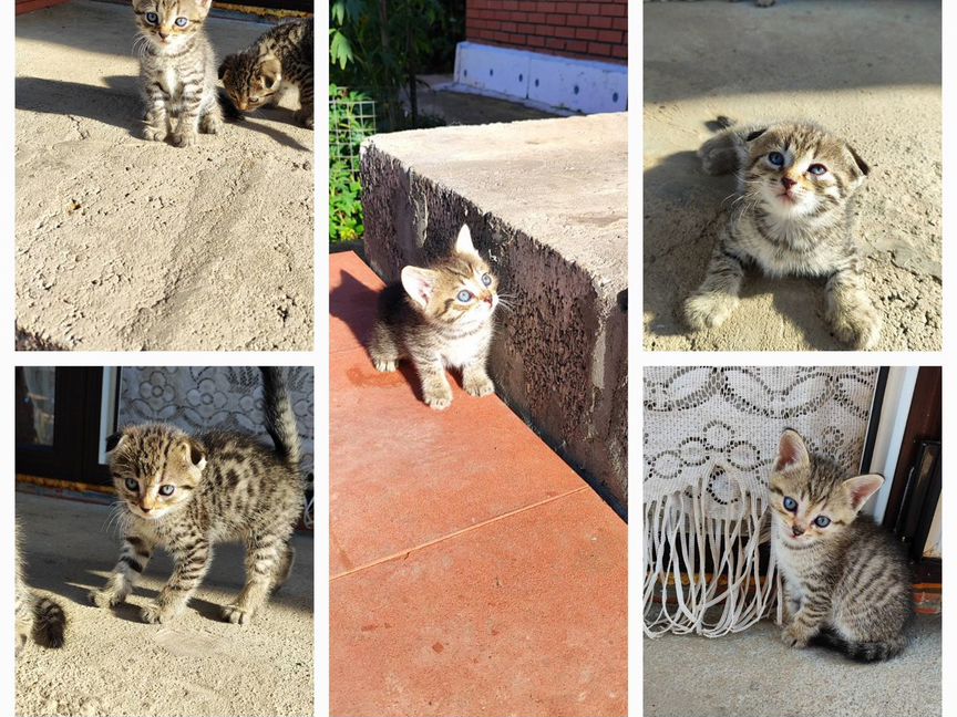 Котята