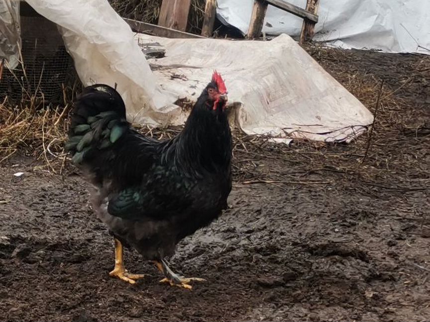 Молодые петухи