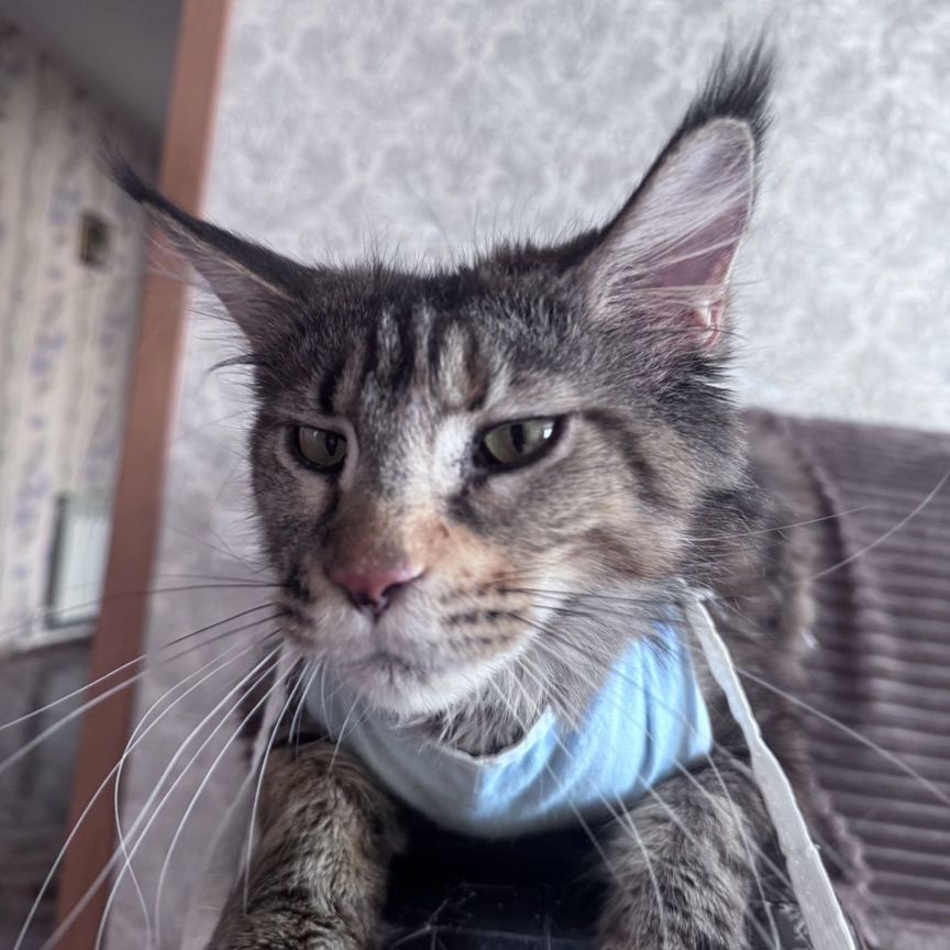 Отдам в добрые руки мейнкуна (девочка)