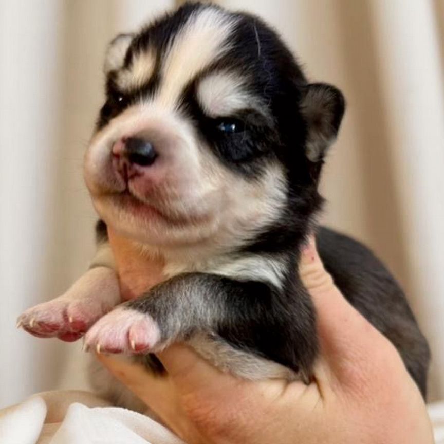 Помски, щенок