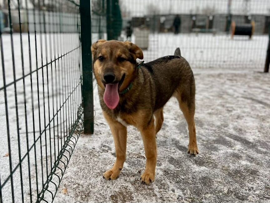 Мина. Щенок из приюта ждет когда найдется хозяин