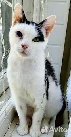 Кот,котенок в добрые руки