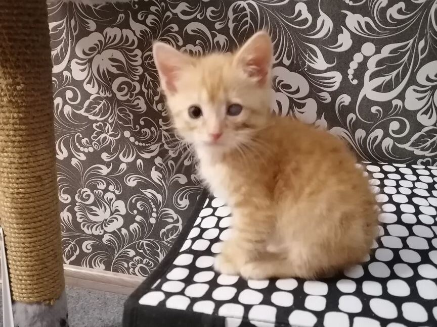 Котятки