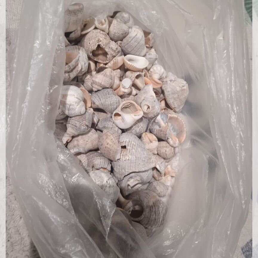 Ракушки для аквариума или поделок