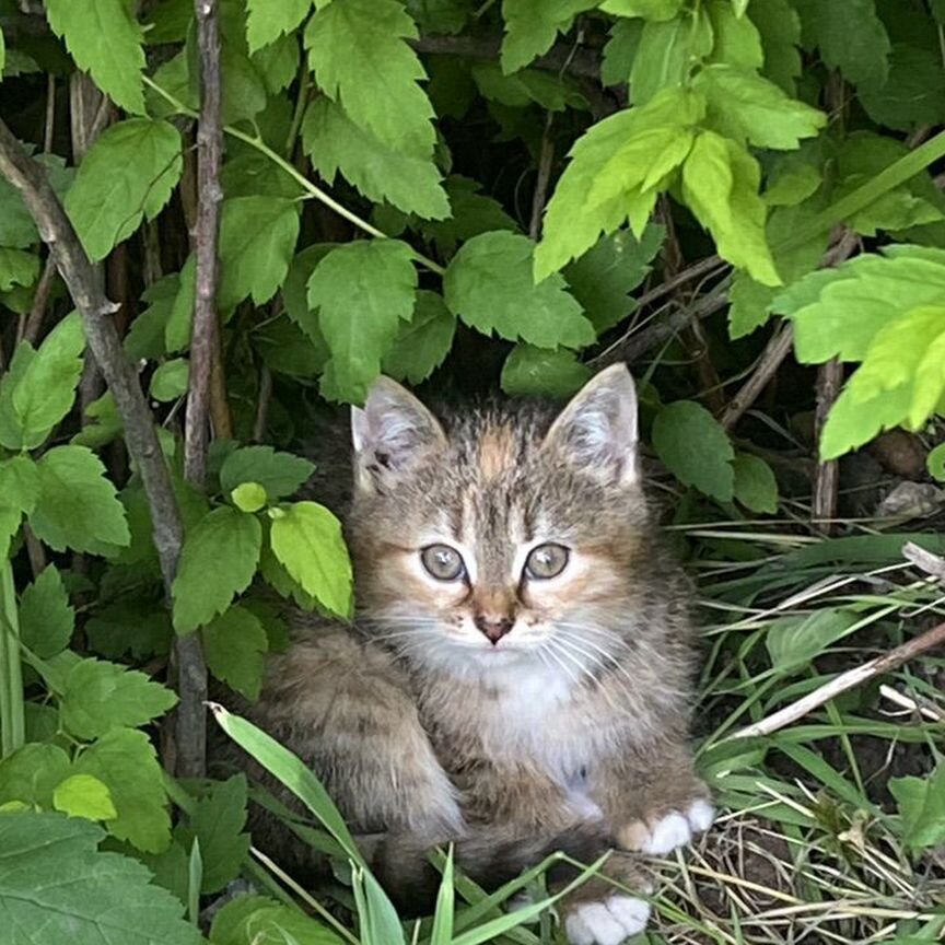Малыши котята в добрые руки