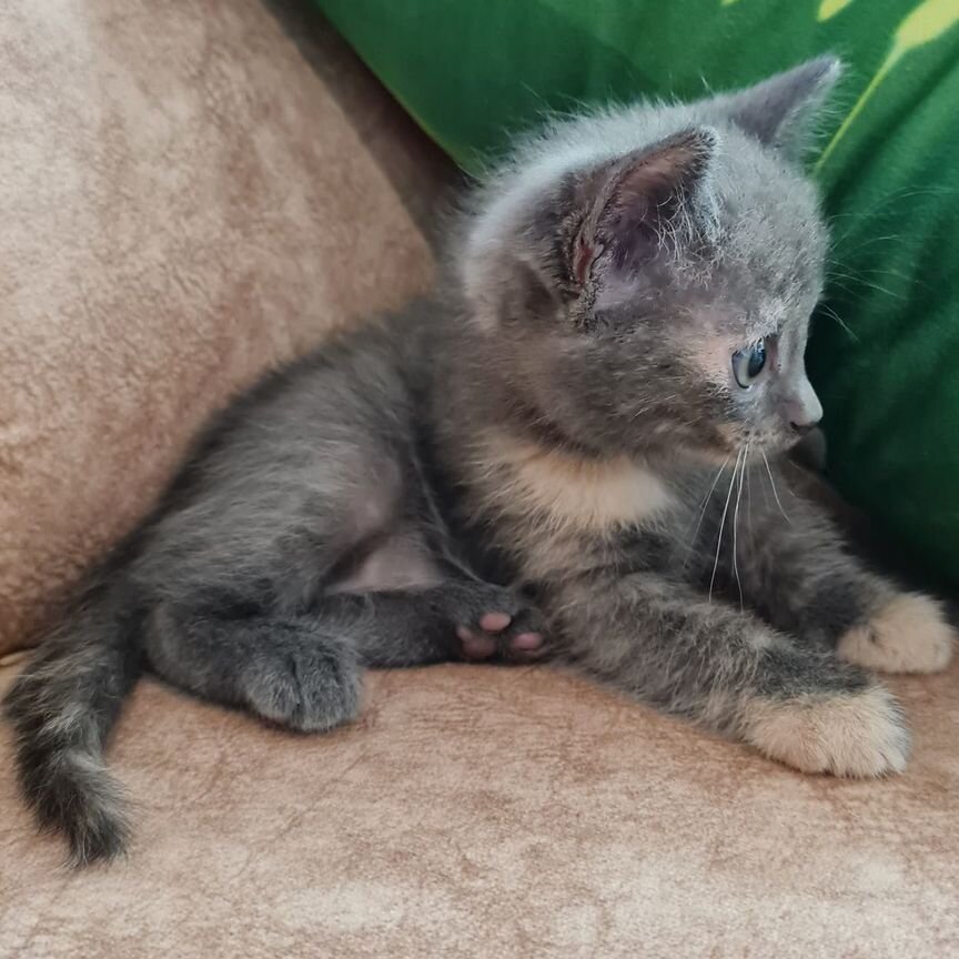Котёнок в добрые руки