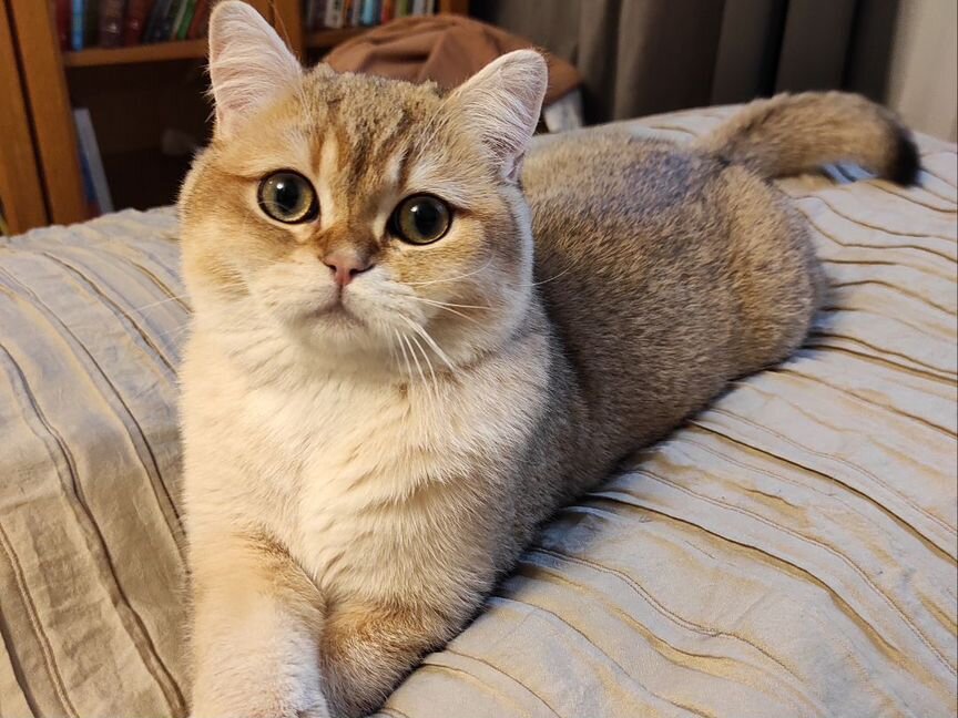 Котёнок британский, британец