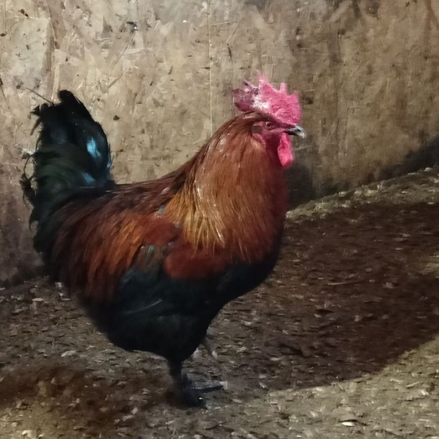 Молодые петухи