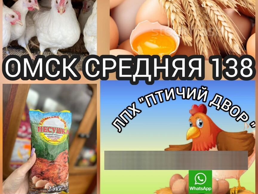 Курицы несушки домашние молодки доминанты Омск