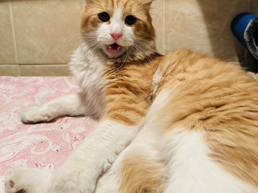 Кот