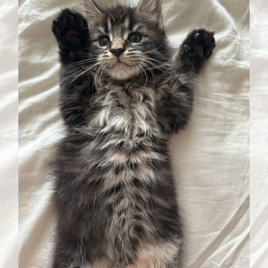 Котята мейн-кун