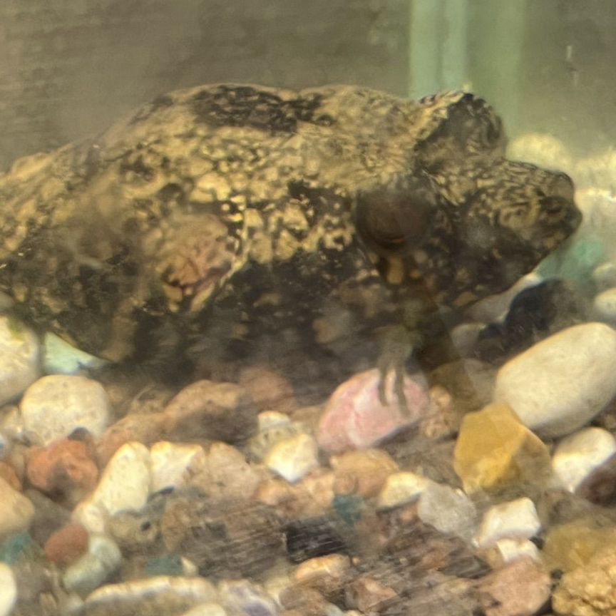 Горбатый тетрадон