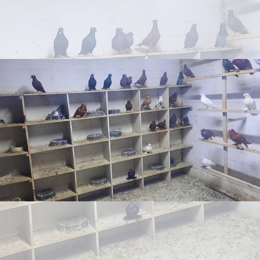 Голуби узбекские двухчубые