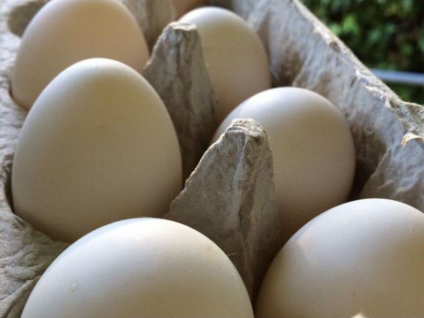 Утиные яйца домашние